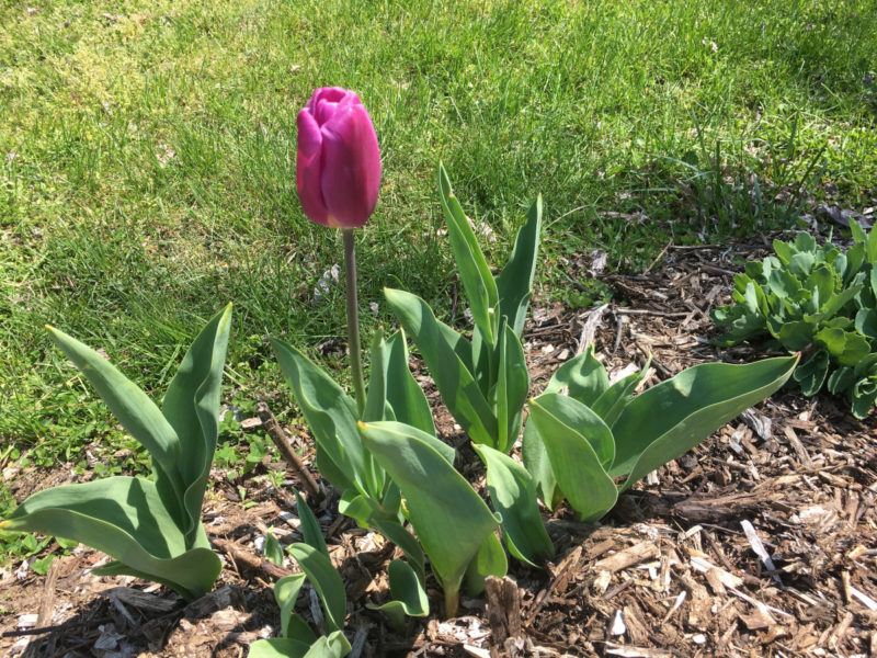 Beauty in Resilience: Lessons from the Tulip | From Strength to Strength